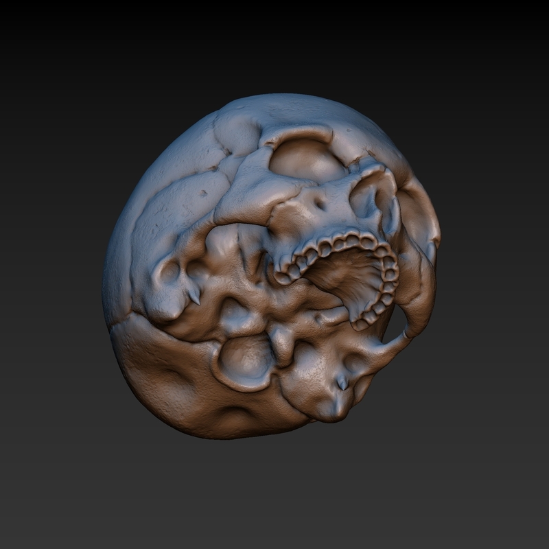 Skull. Without the lower jaw. - Pinshape