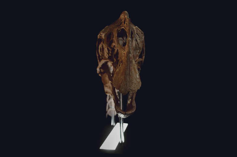Life size Citipati (Oviraptor) skull Part 1/2 - Pinshape