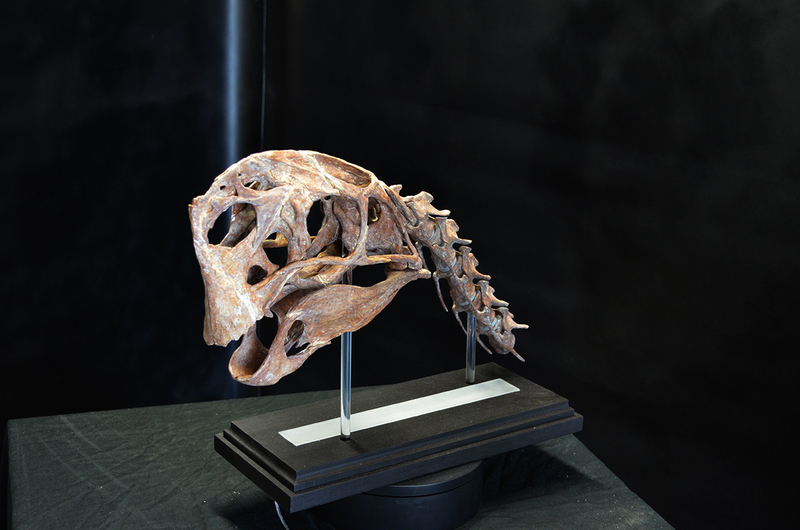 Life size Citipati (Oviraptor) skull Part 1/2 - Pinshape