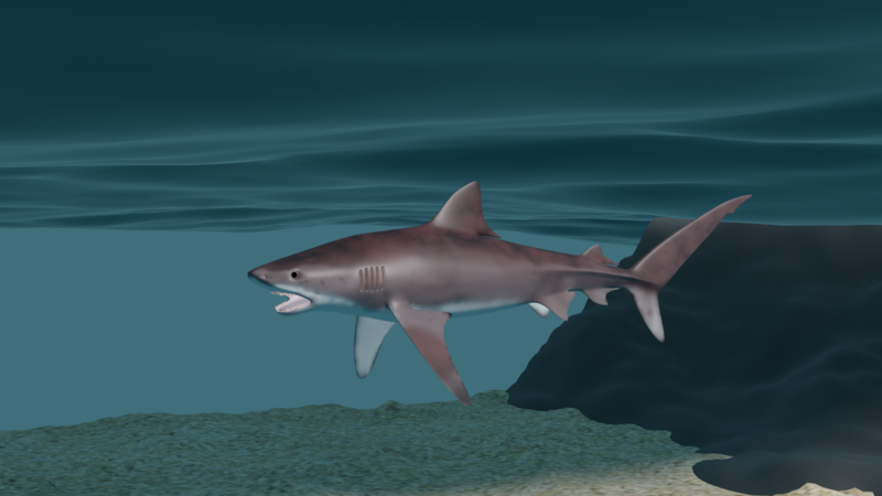 Tigershark - Pinshape