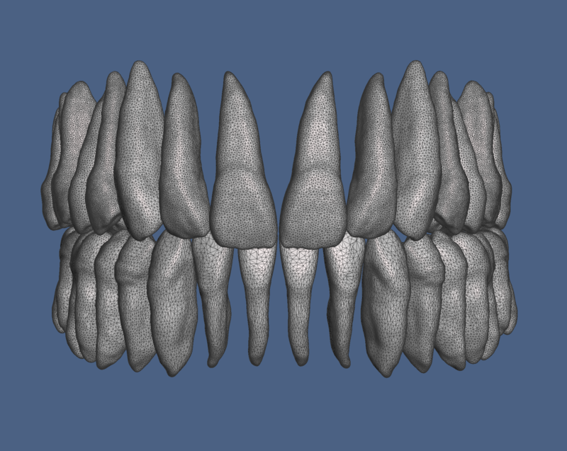 Natural human teeth anatomy maxillary and mandibular - Pinshape