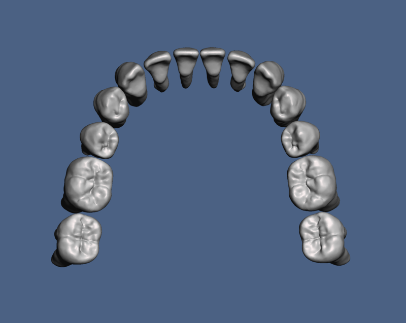 Natural human teeth anatomy maxillary and mandibular - Pinshape
