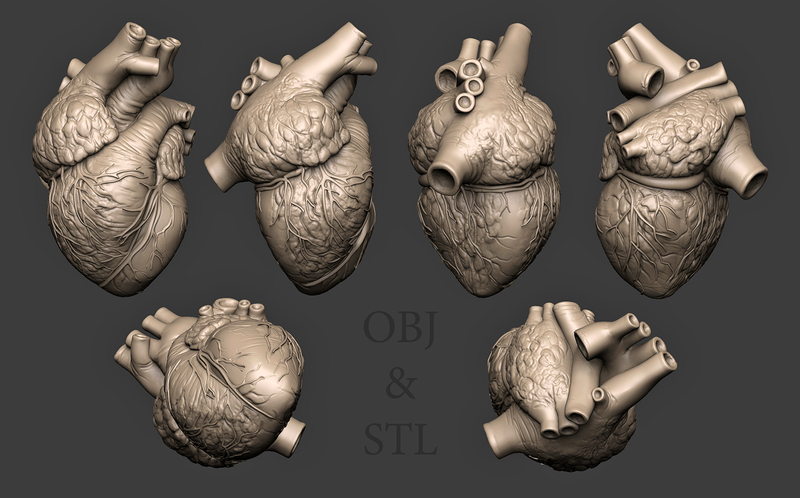Humans Heart 3D print model - Pinshape