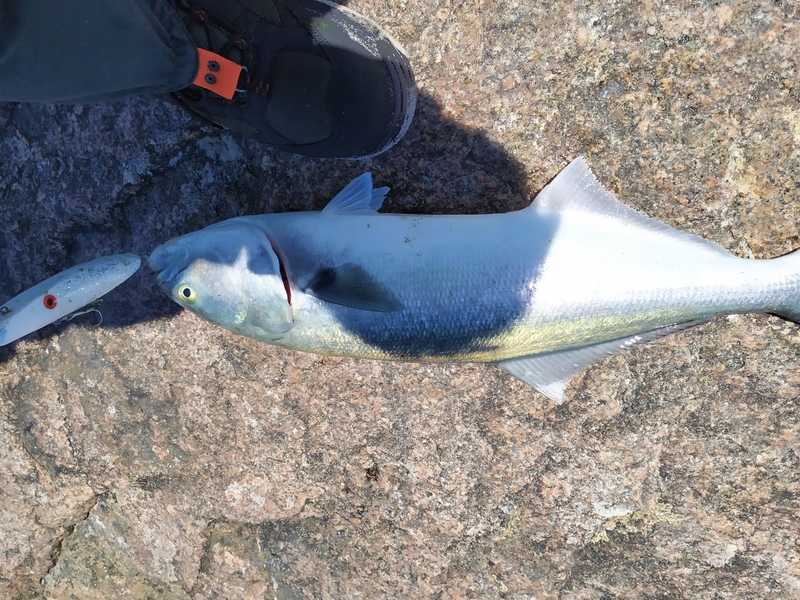 Darter Plug Fishing Lure - Pinshape