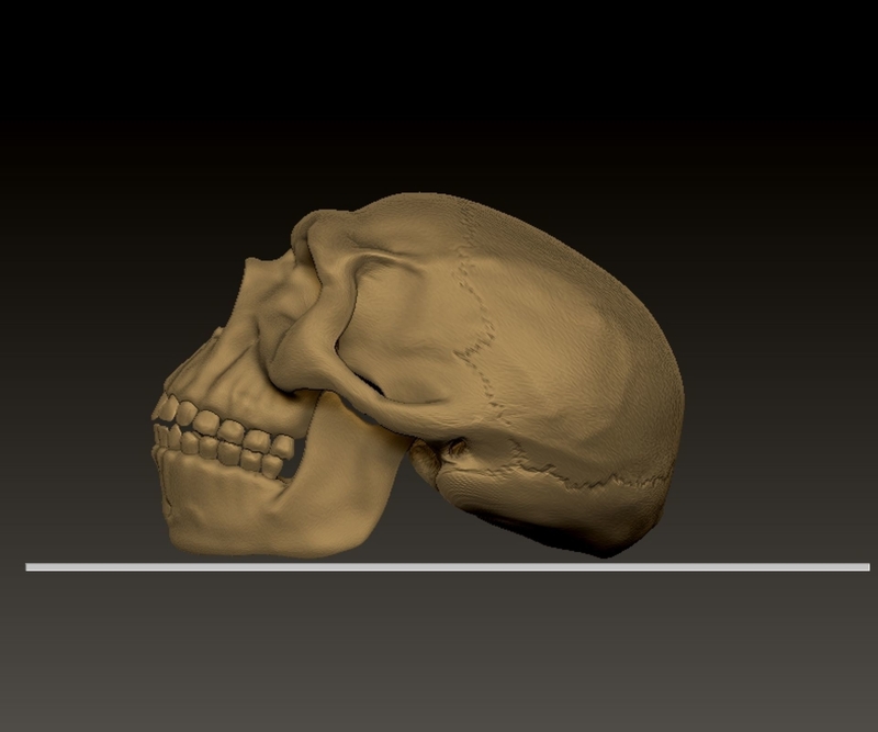 neanderthal skull - Pinshape