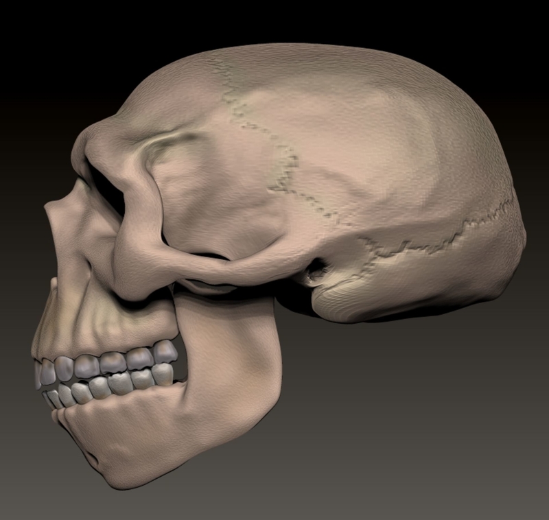 neanderthal skull - Pinshape