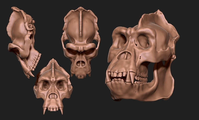 Gorilla Skull - Pinshape