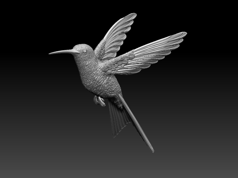 colibri humming bird - Pinshape