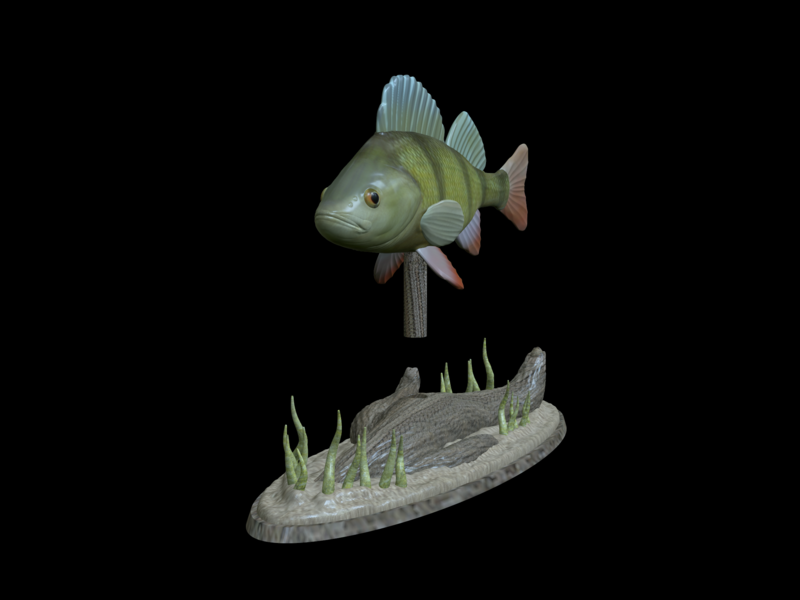 big perch underwater statue detailed texture for 3d printing - Pinshape