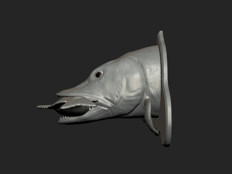 Pike eat perch detailed texture trophy taxidermy - Pinshape
