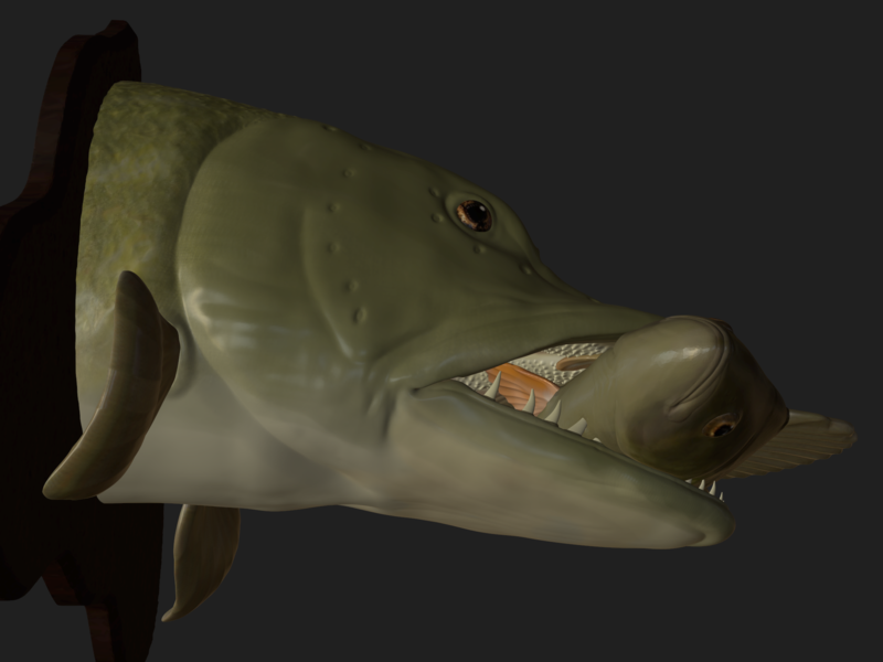 Pike eat perch detailed texture trophy taxidermy - Pinshape