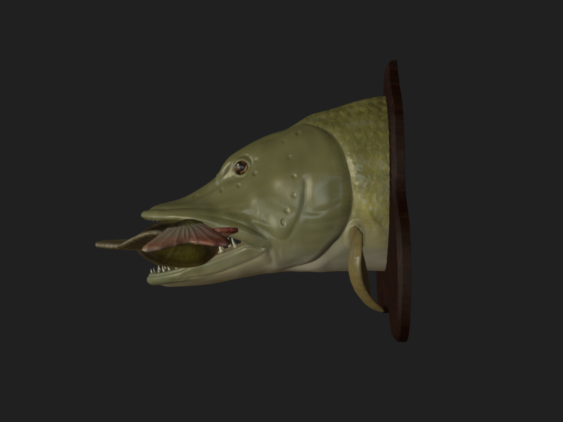 Pike eat perch detailed texture trophy taxidermy - Pinshape