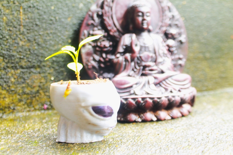 3D Printed Alien plant pot / bowl by Sigma Designer | Pinshape