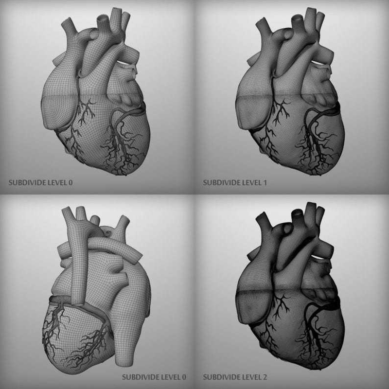 Human Heart Anatomy 3D Print Model - Pinshape