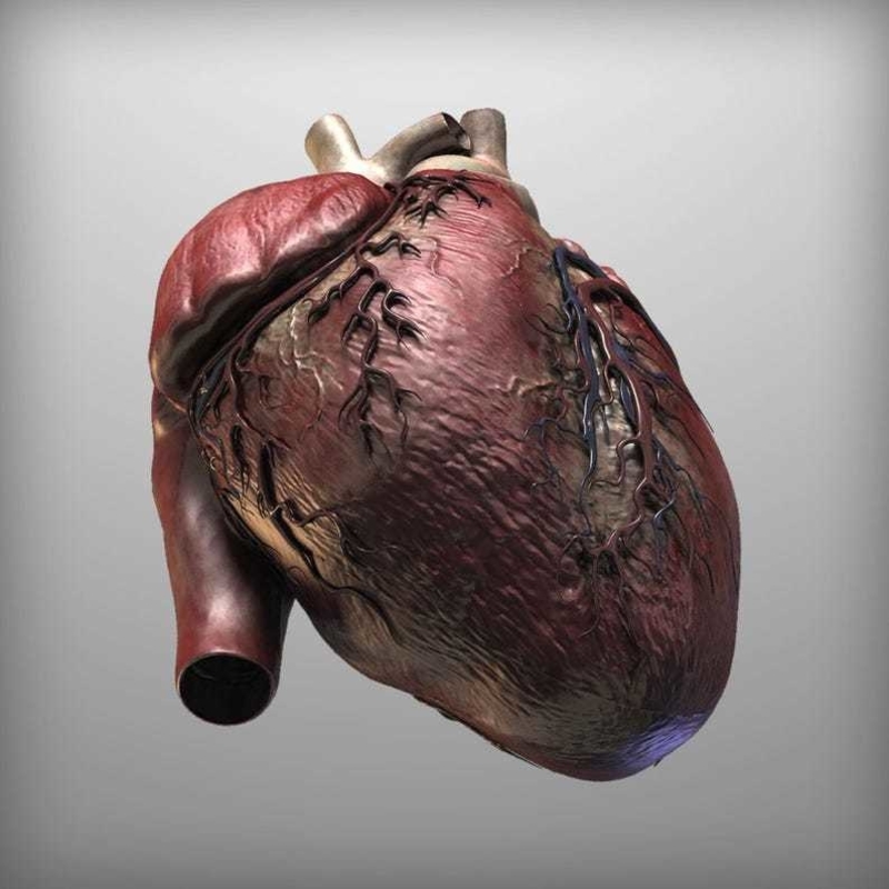 Human Heart Anatomy 3D Print Model - Pinshape