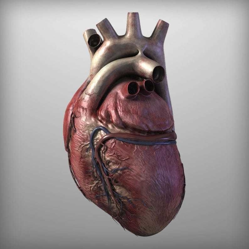 Human Heart Anatomy 3D Print Model - Pinshape