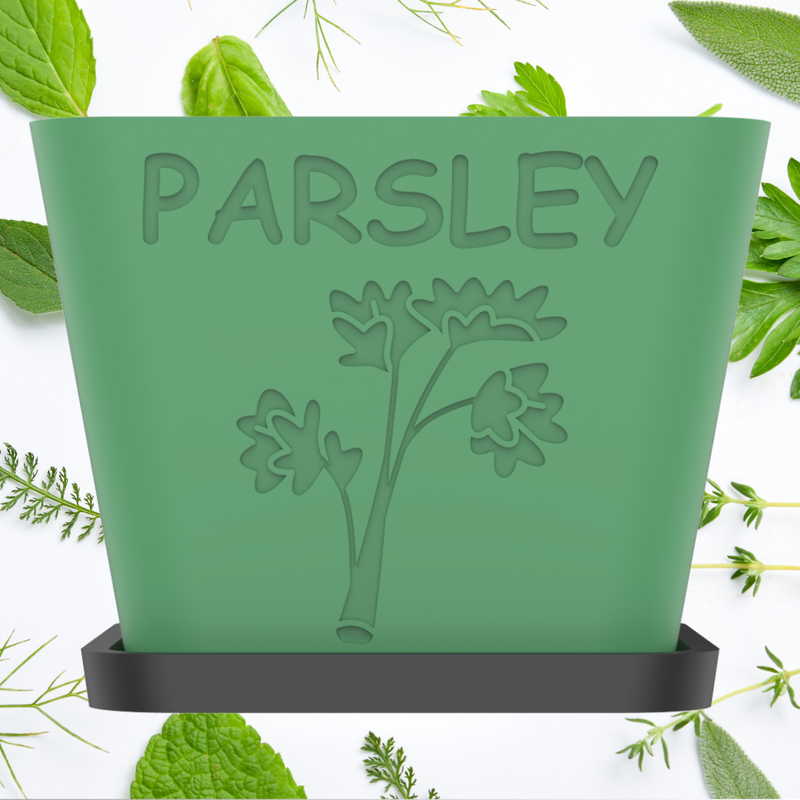 Parsley Herb Pot Planter - Pinshape