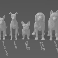 Miniatures - Medium Dogs - Pinshape