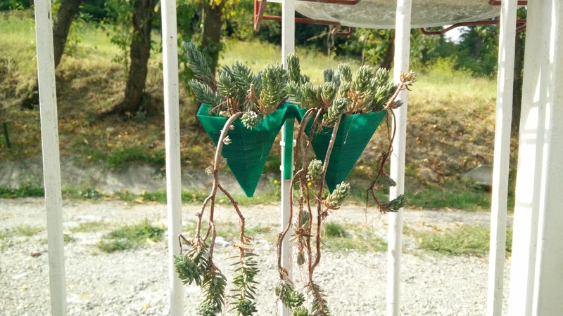 Floating Twin Planter - Pinshape